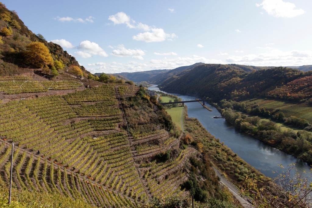 Weingut Franzen ved Bremmer Calmont - Vin under lup