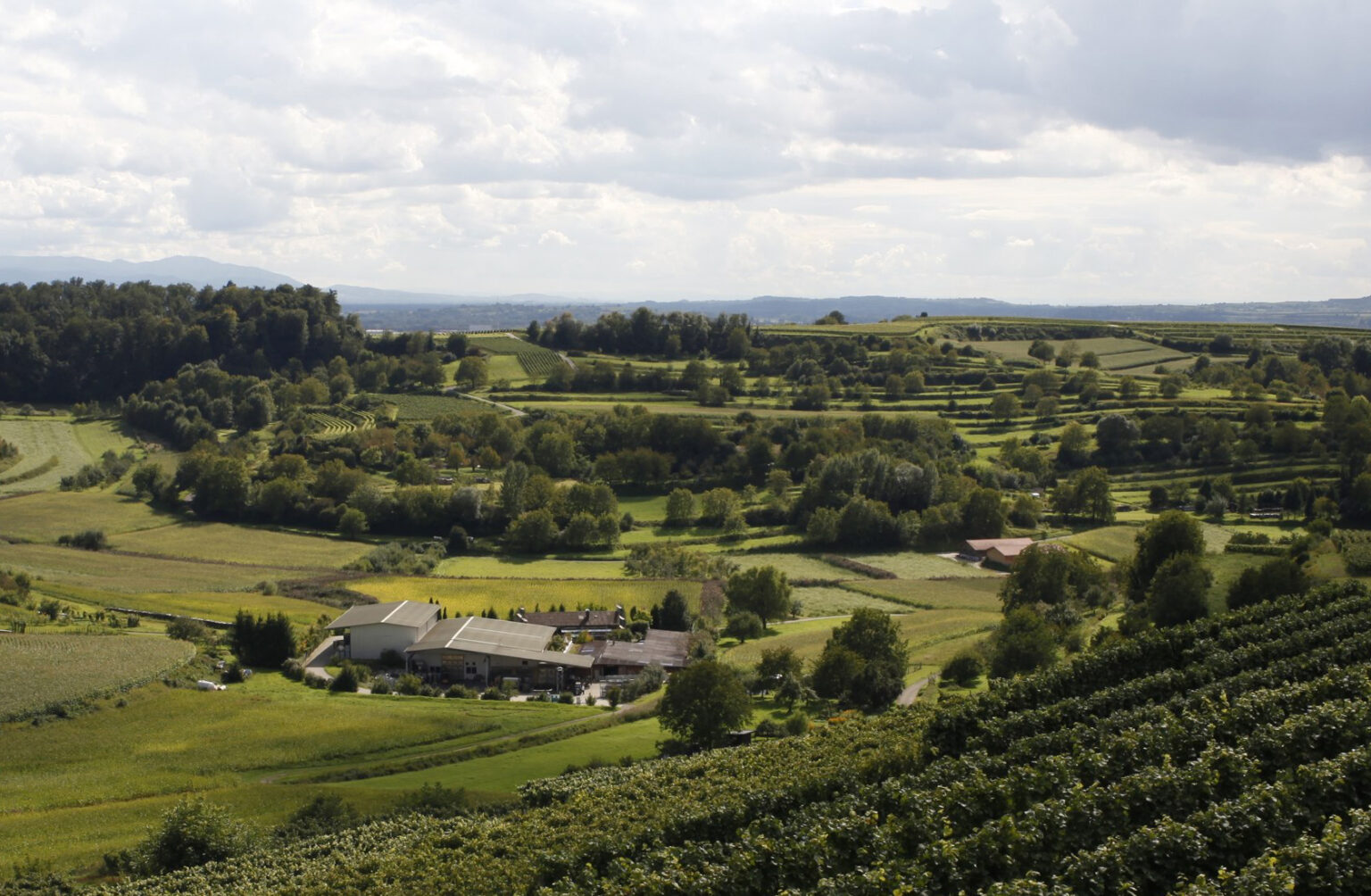 Weingut Bernhard Huber - Vin under lup